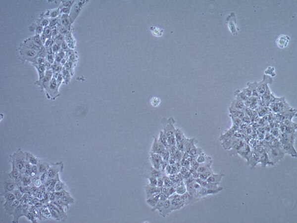 UM-SCC-17A Squamous Carcinoma Cell Line | SCC074